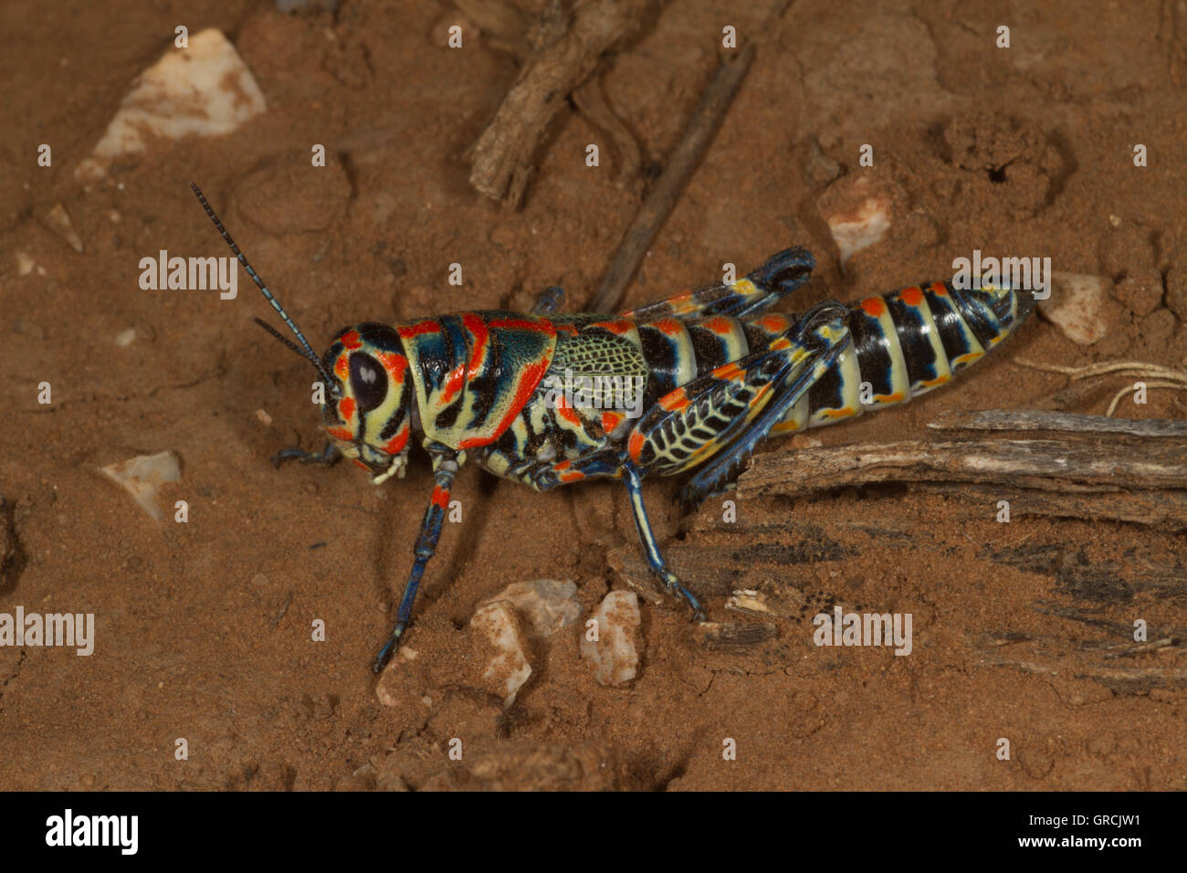 Rainbow grasshopper hi-res stock photography and images - Alamy