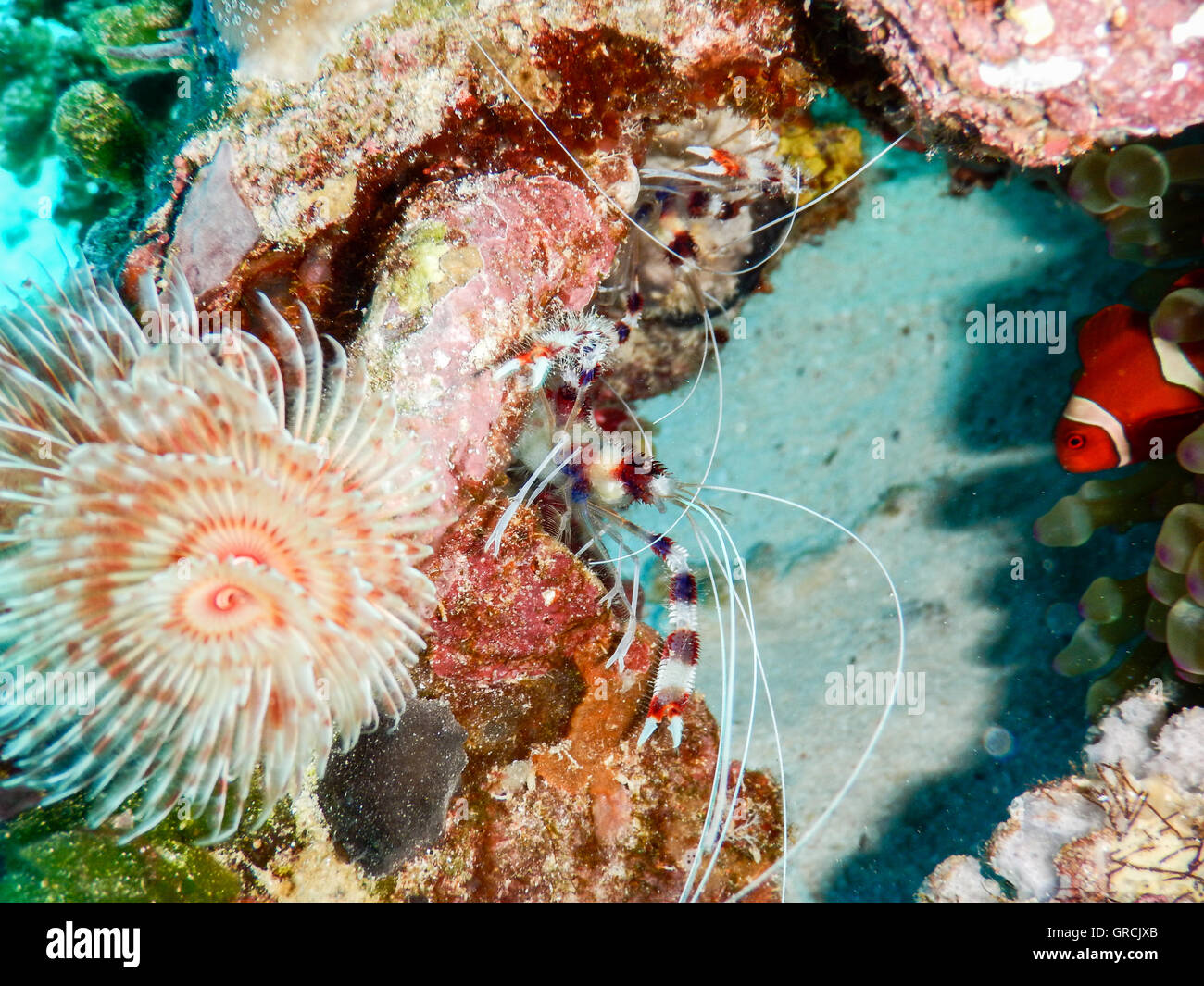 Coral Block With Tube Worm And Banded Cleaner Shrimp. Selayar, South ...