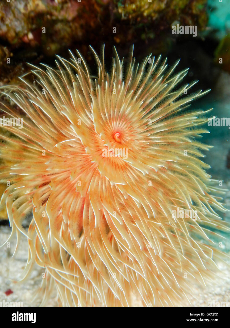 Orange White Banded Tube Worm. Selayar, South Sulawesi, Indonesia Stock ...