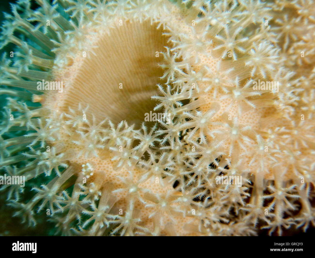 Macroshot Of The Polyps Of A Toadstool Leather Coral Sarcophyton Sp ...