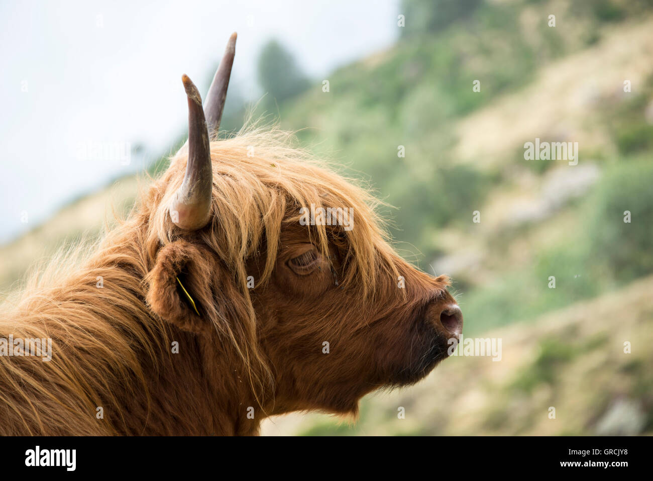 Sideways Portrait Of A Red Scottish Highland Cow With Visible Eye, In ...