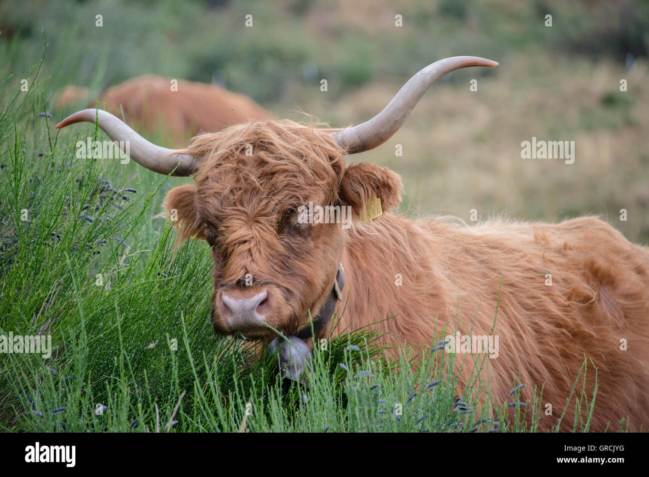 Frontal eyes hi-res stock photography and images - Alamy
