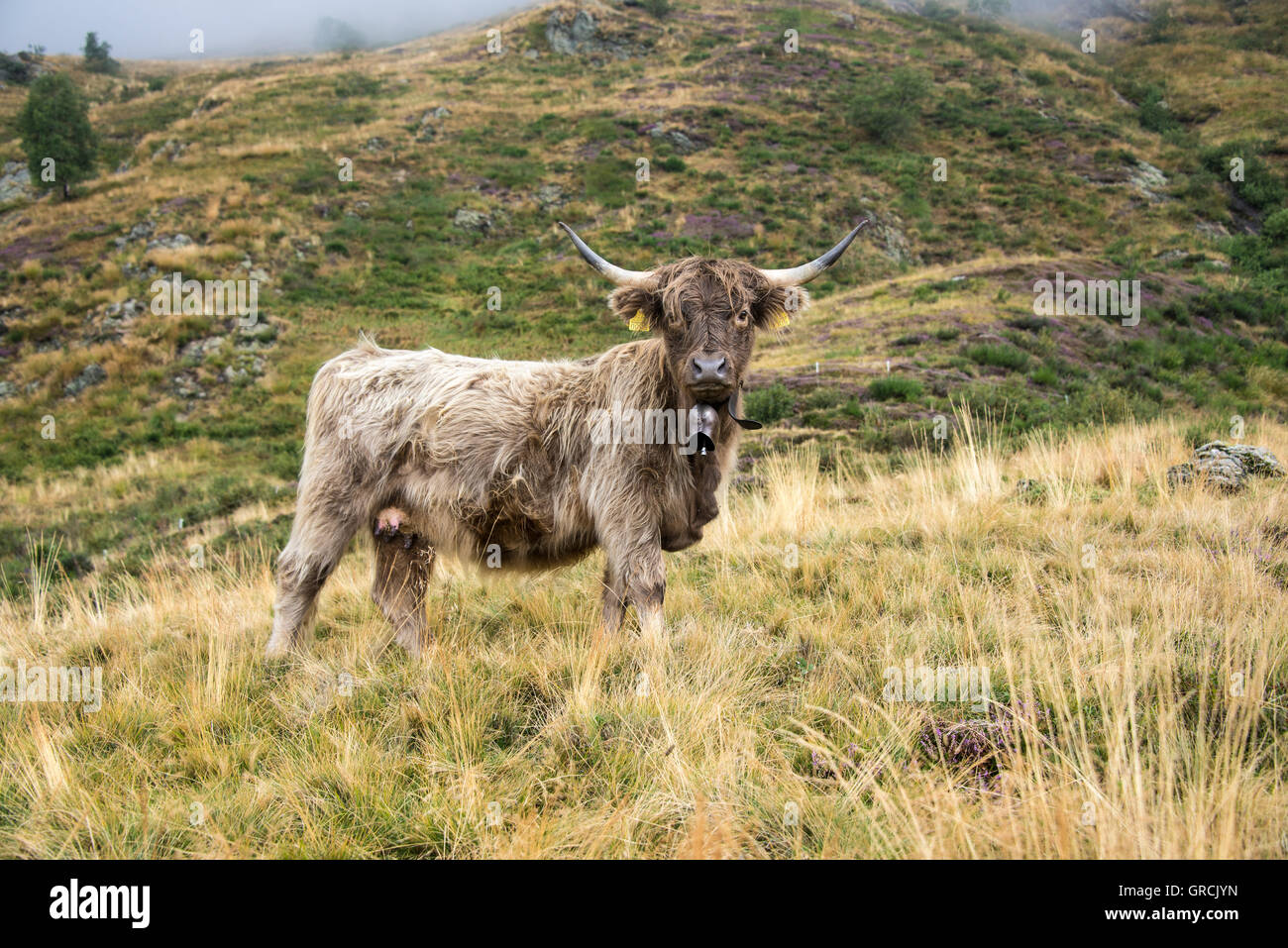 One 1 Brindle Scottish Highland Cow Standing In Dry Yellowish Grass ...