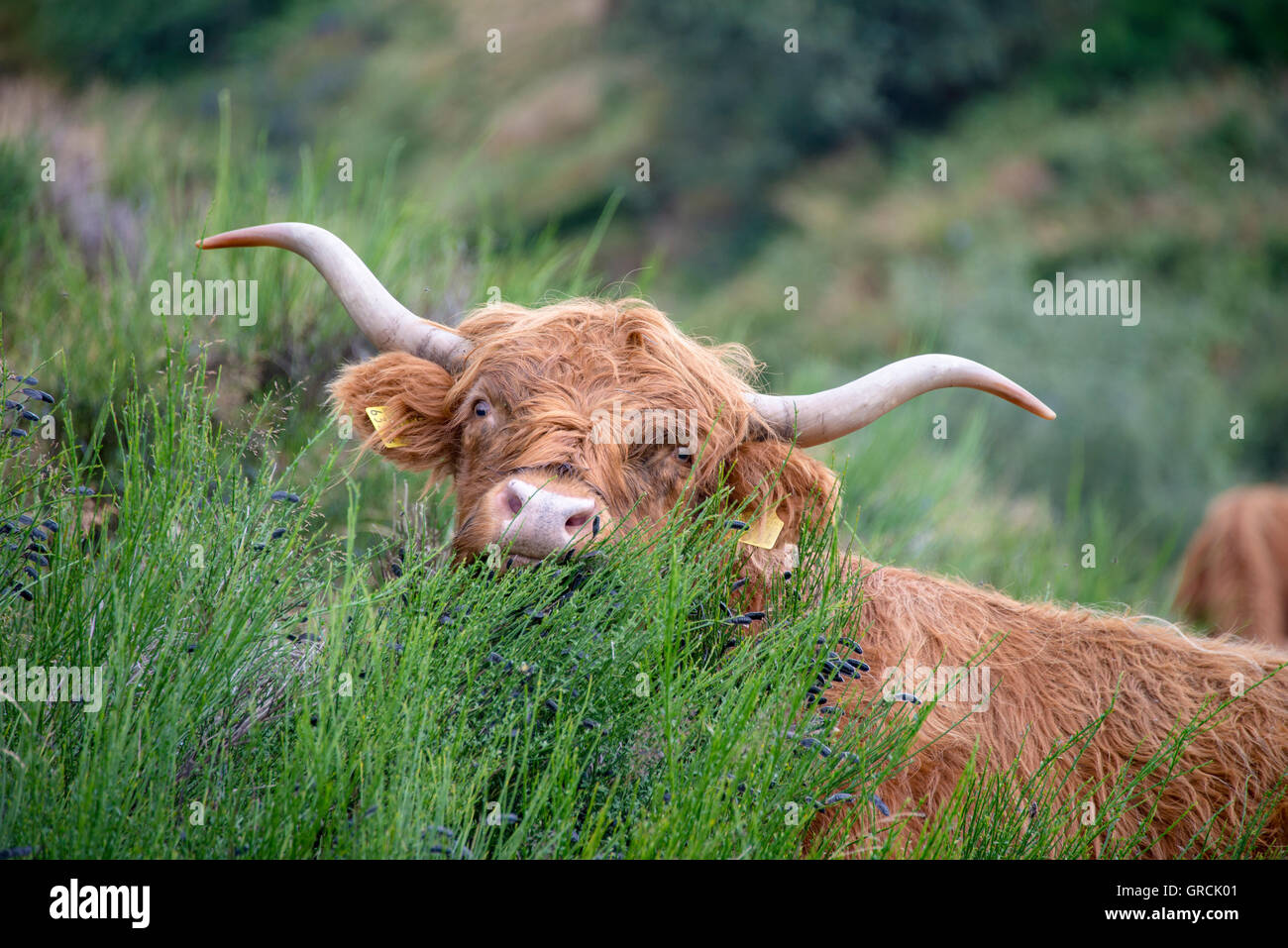 Red highland cow hi-res stock photography and images - Alamy