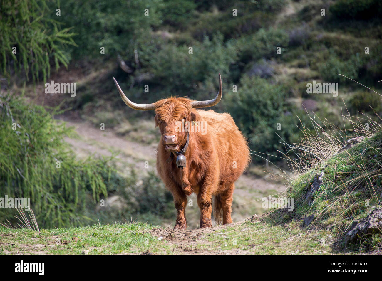 Red Scottish Highland Cow With Cowbell Standing On A Path In The Midst ...