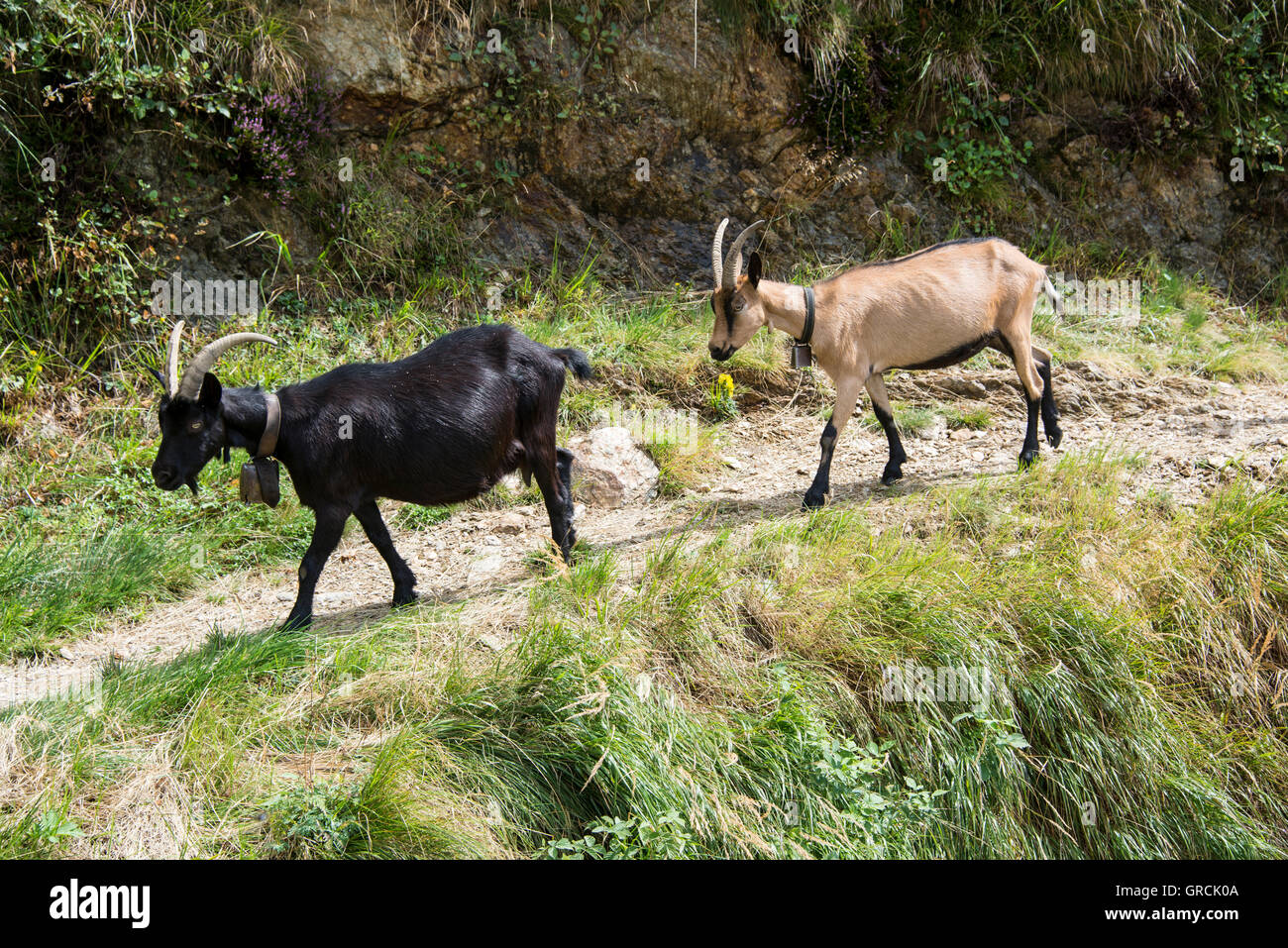 2 Two Goats Stock Photos & 2 Two Goats Stock Images - Alamy