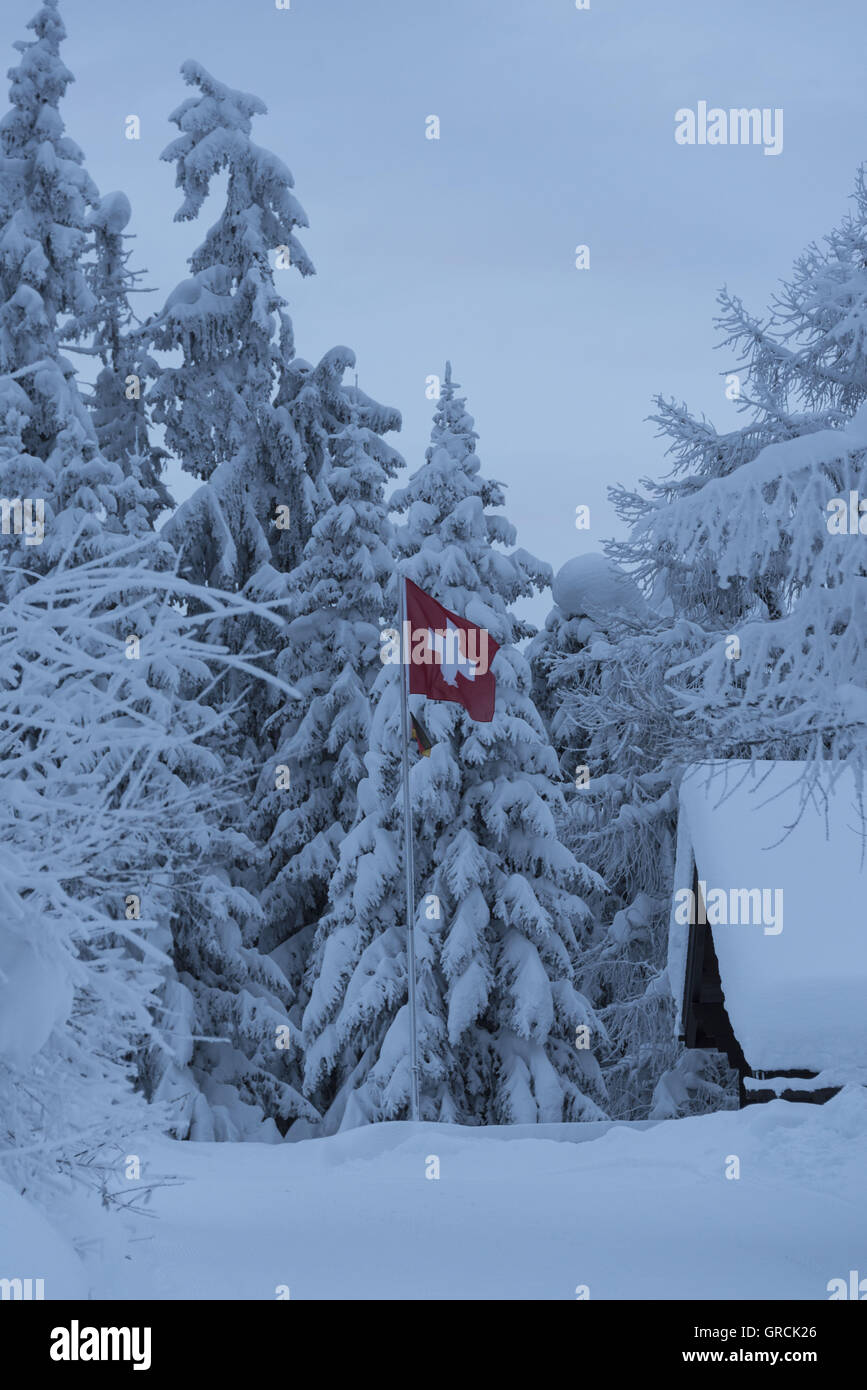 Dawn. In Front Of Deeply Snowcoverd Fir Trees A Waving Swiss Banner. At ...