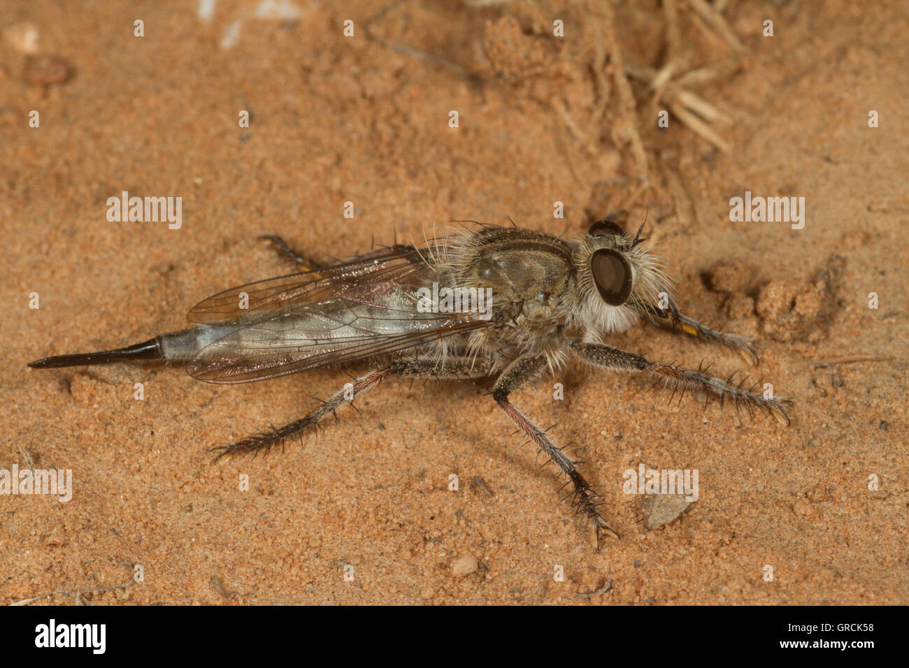 North american desert fauna hi-res stock photography and images - Alamy