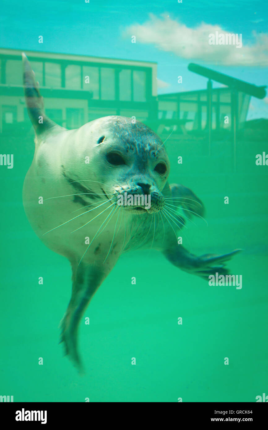 Aquarium 1 hi-res stock photography and images - Alamy
