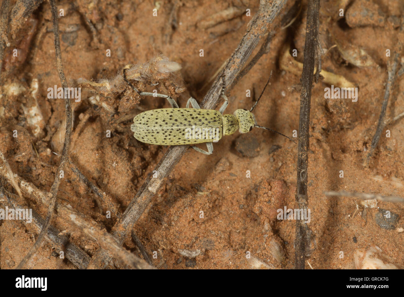 Small brown beetle in desert. Nevada USA Stock Photo - Alamy