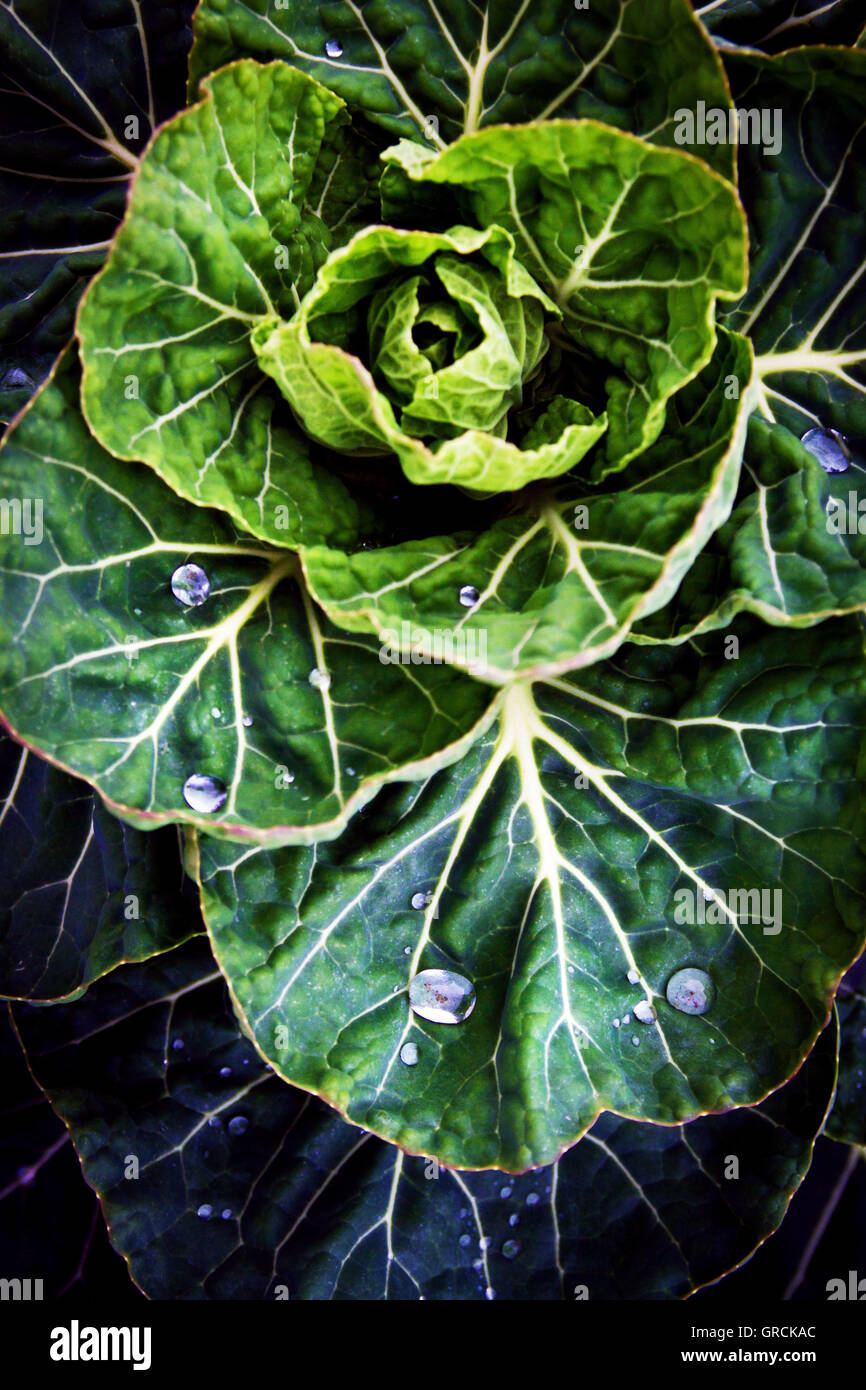 Vegetables cabbage hi-res stock photography and images - Alamy