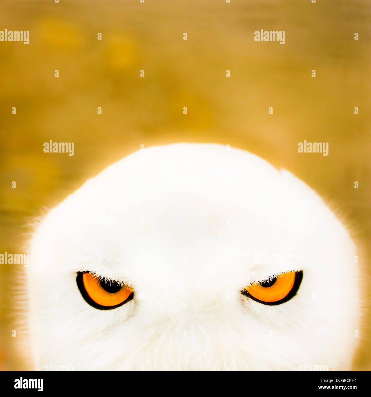 Snowy owl face hi-res stock photography and images - Alamy