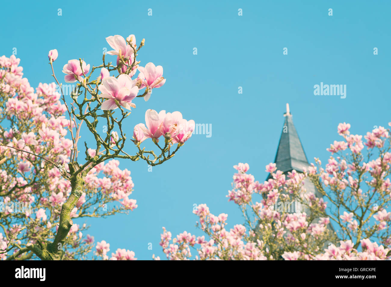 Blue magnolia tree hi-res stock photography and images - Alamy