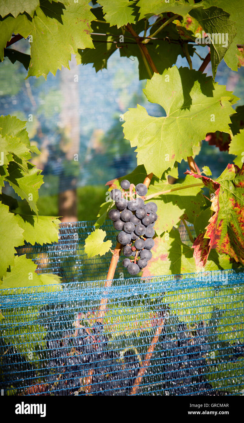 Long grapes hi-res stock photography and images - Alamy