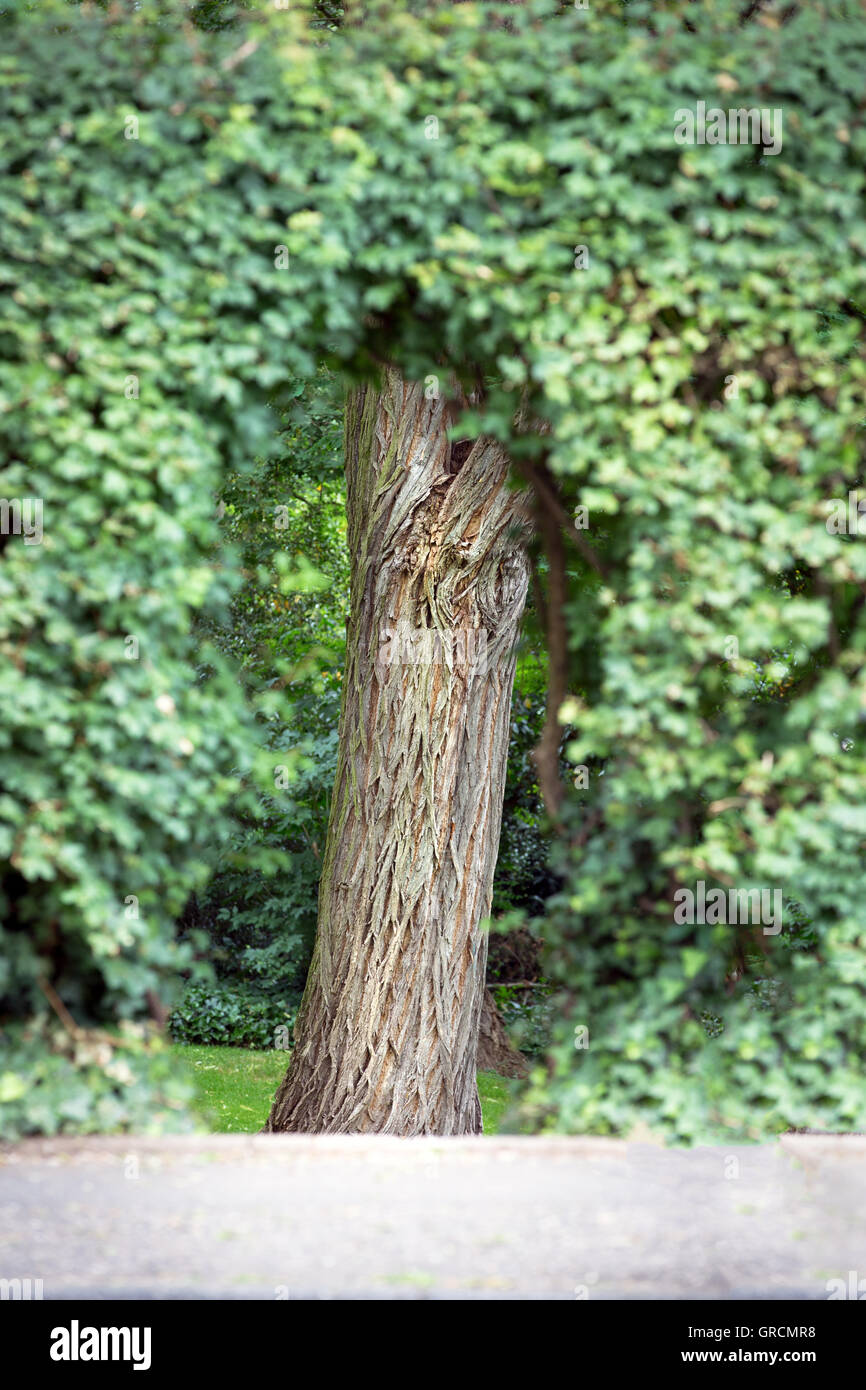 Hole in hedge hi-res stock photography and images - Alamy