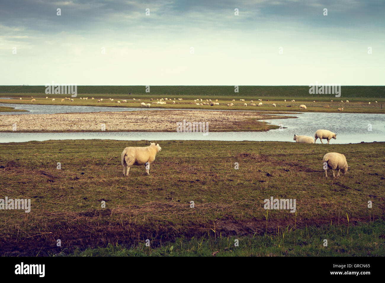 Texel Sheep In Classic Alien Environment Stock Photo - Alamy