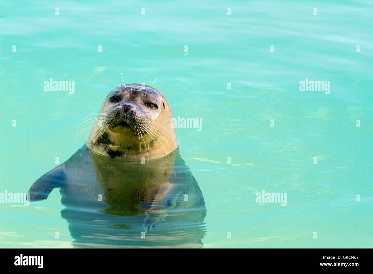Seal In The Water Stock Photo - Alamy