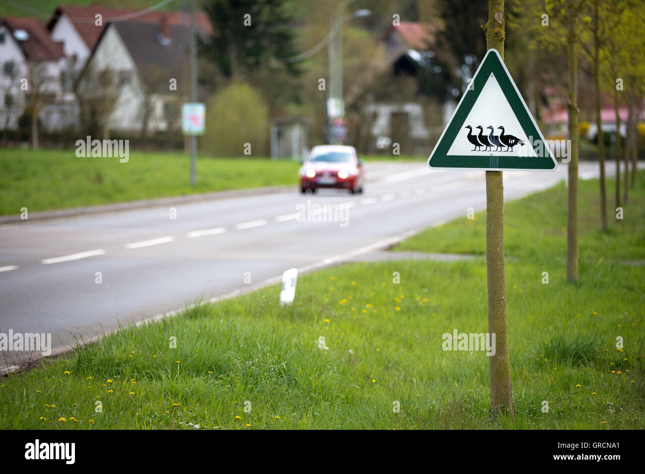 Funny Road Sign Warns Of Crossing Geese Stock Photo - Alamy