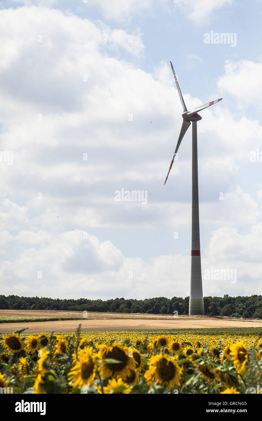 Sunflower windmill hi-res stock photography and images - Alamy