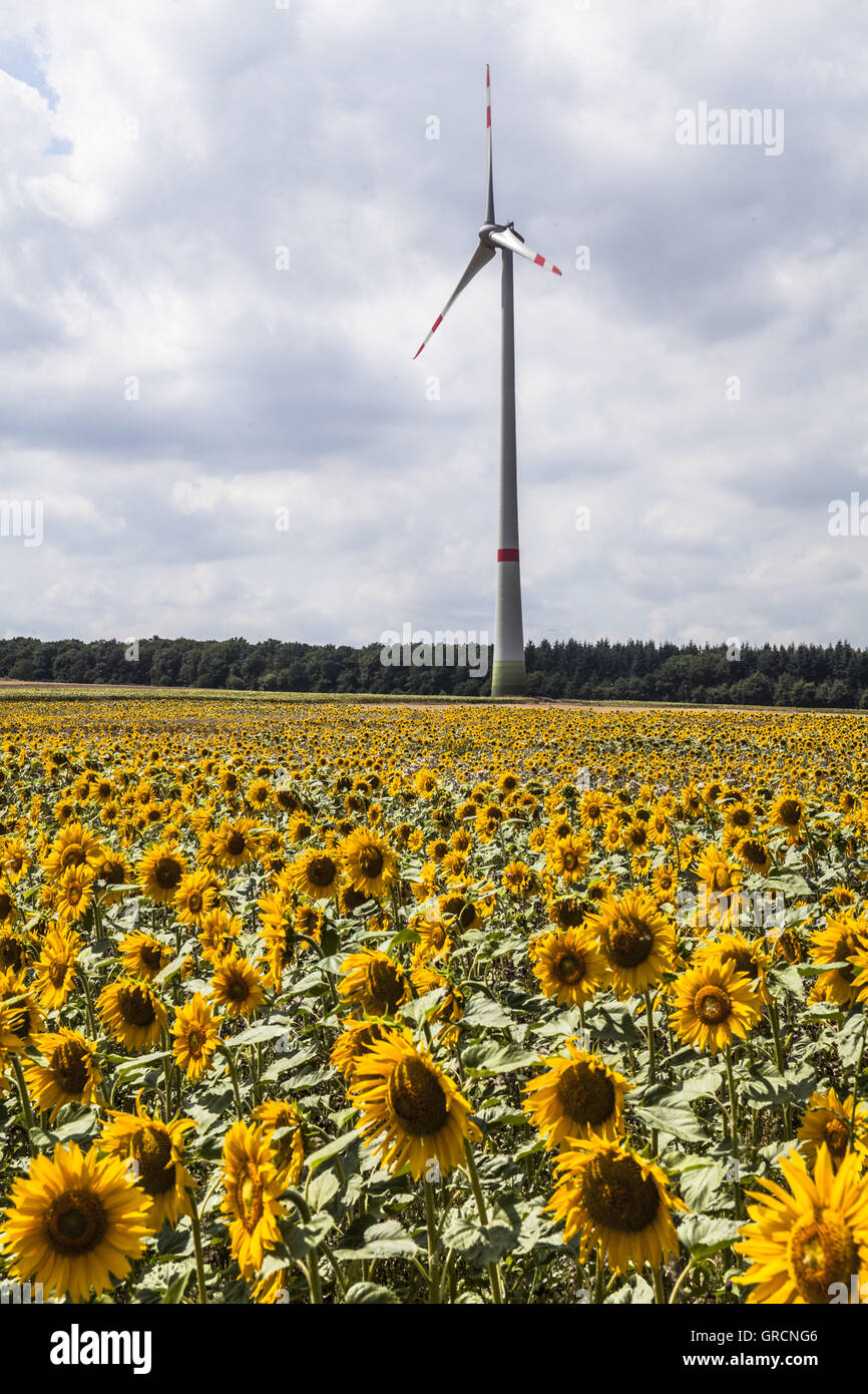 Field With Sunflowers And Windmill Stock Photo - Alamy