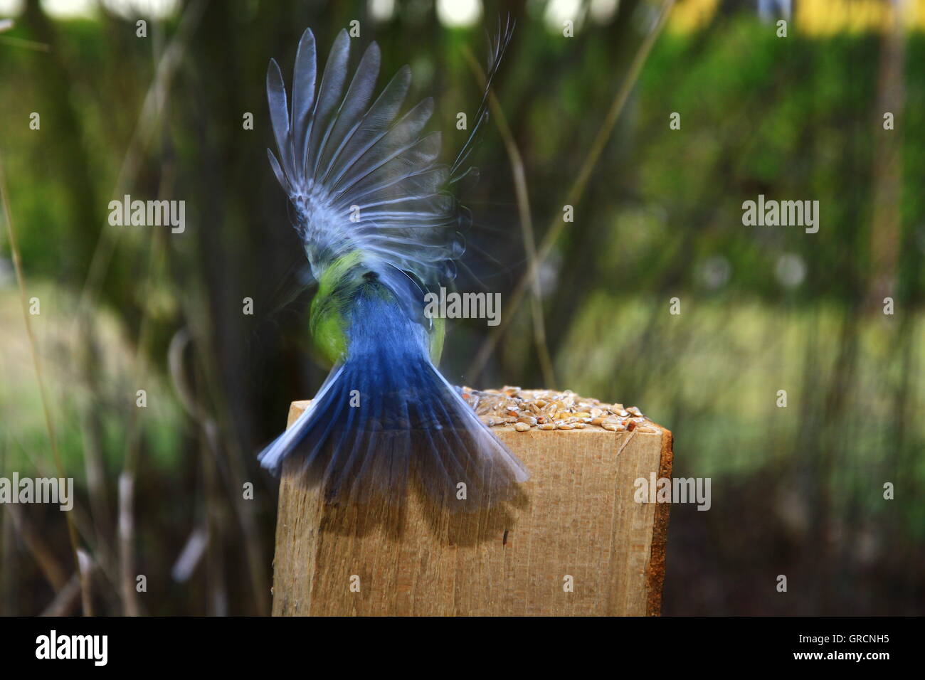 Ammer hi-res stock photography and images - Alamy