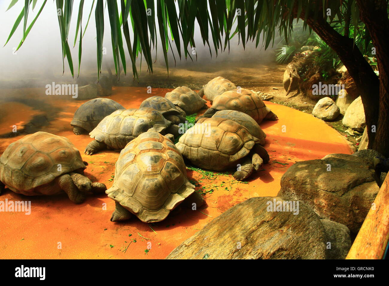 Giant river turtle hi-res stock photography and images - Alamy