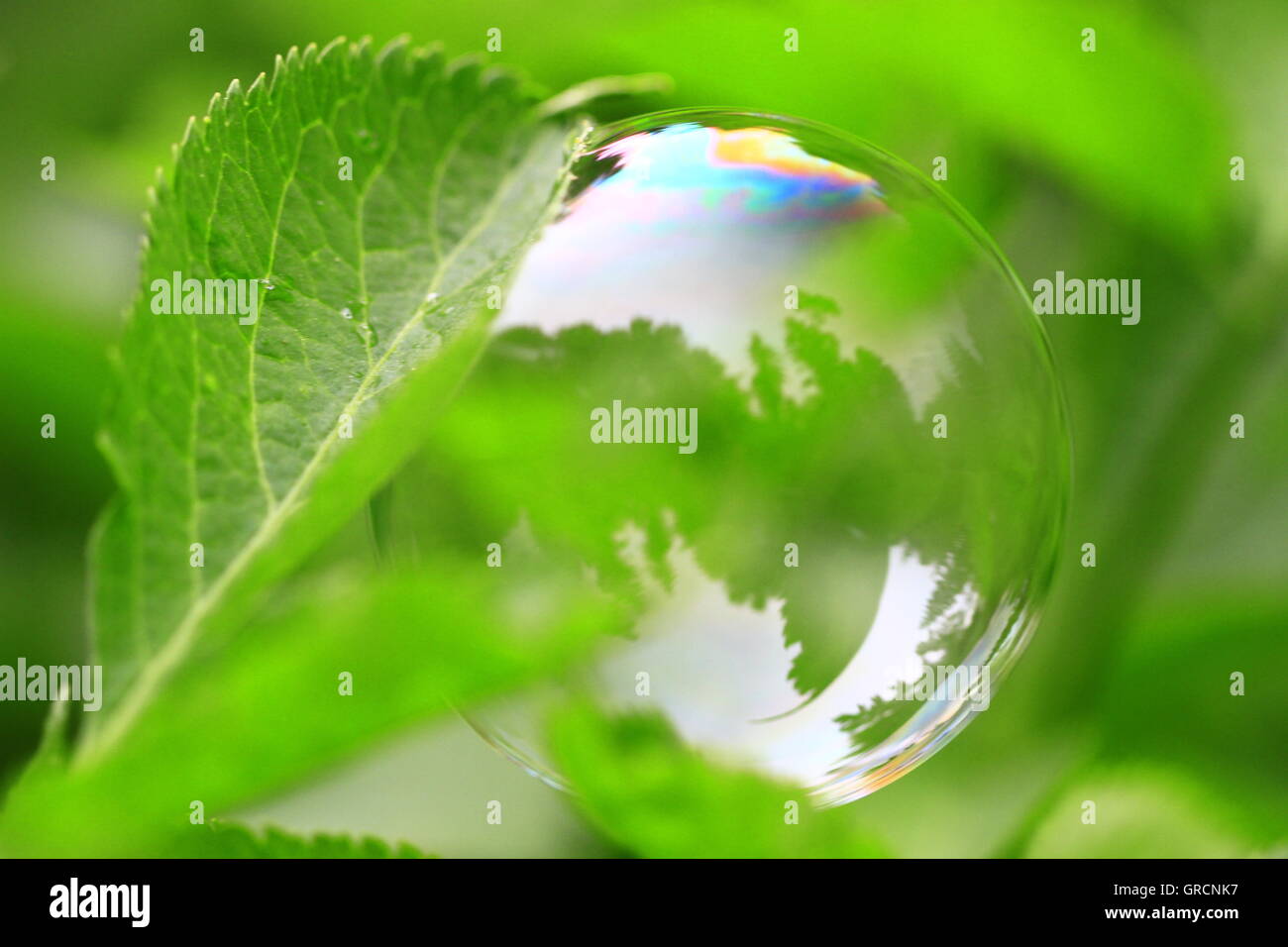 Soap bubble close up hi-res stock photography and images - Alamy