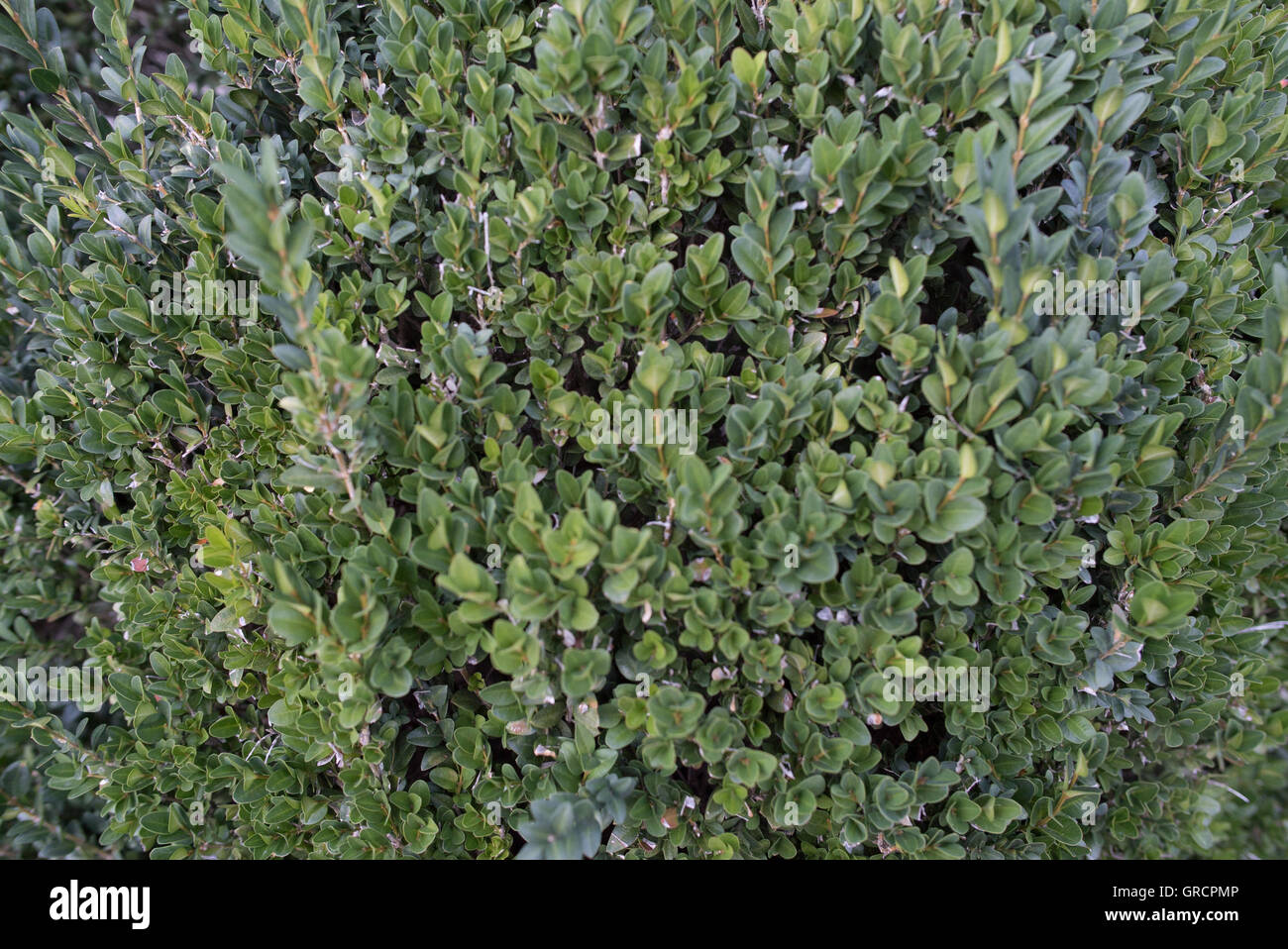 Bush with small leaves in a hedge Stock Photo - Alamy