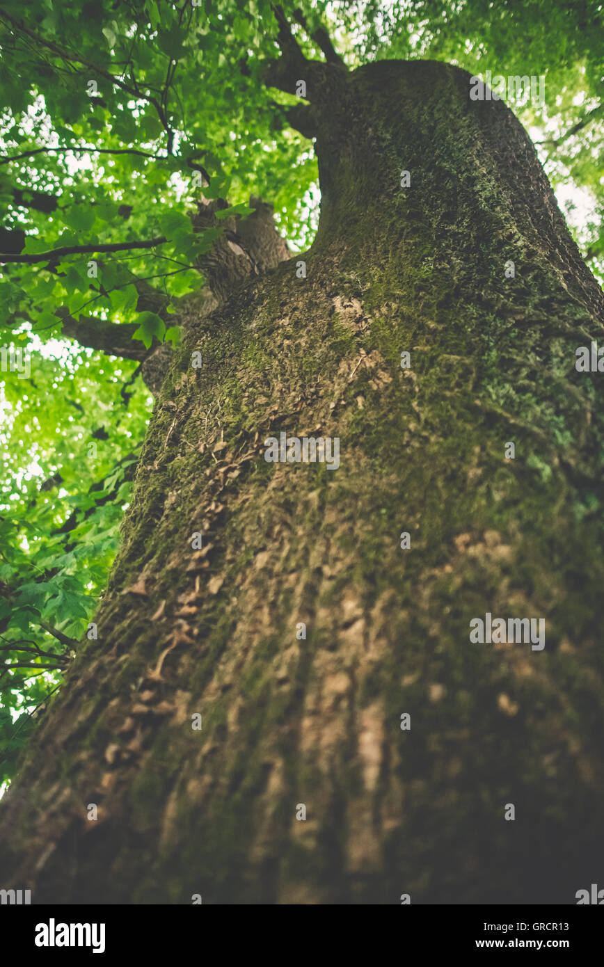 Rain forest tree detail hi-res stock photography and images - Alamy