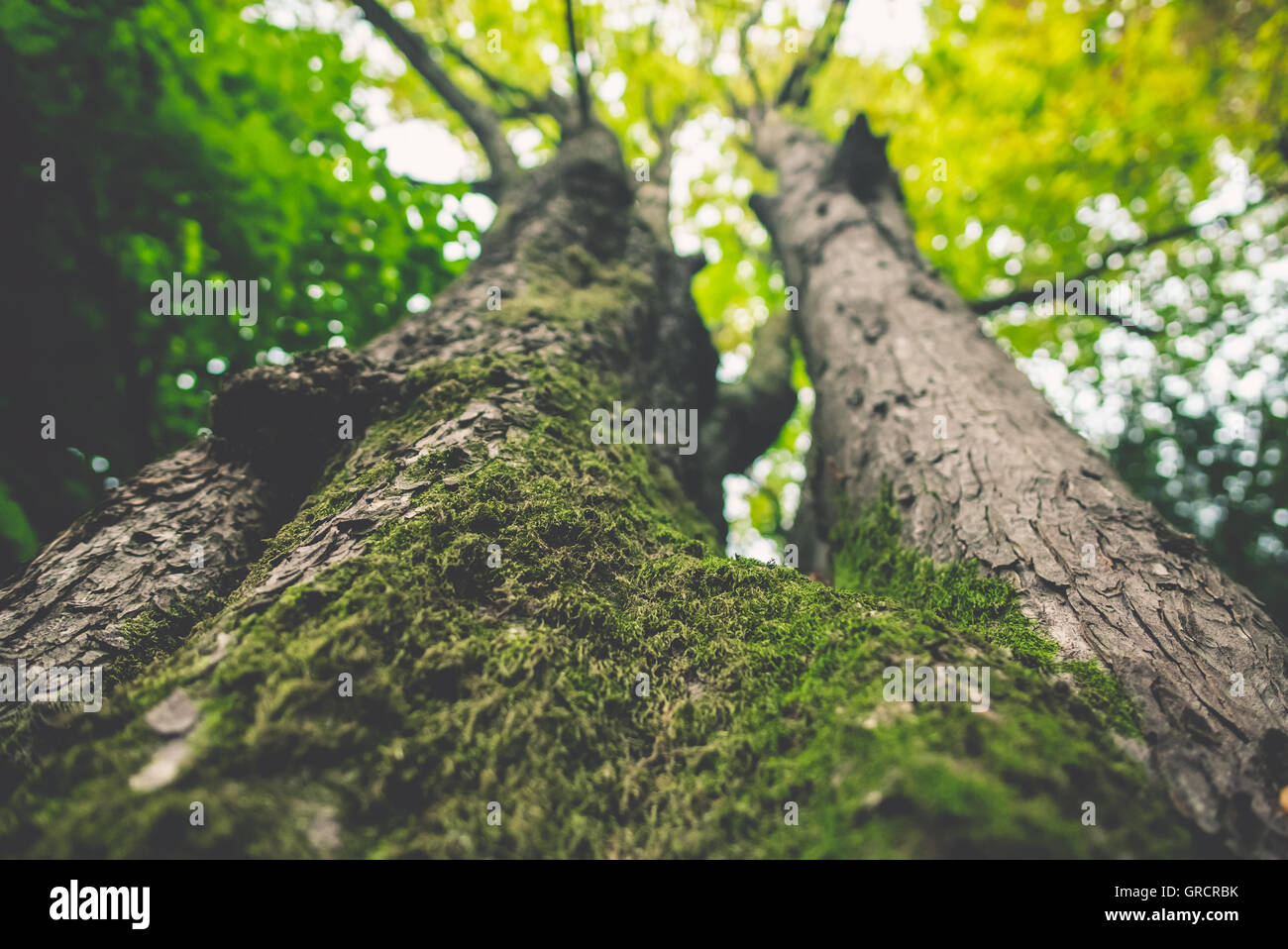 Tree trunk close up malaysia hi-res stock photography and images - Alamy
