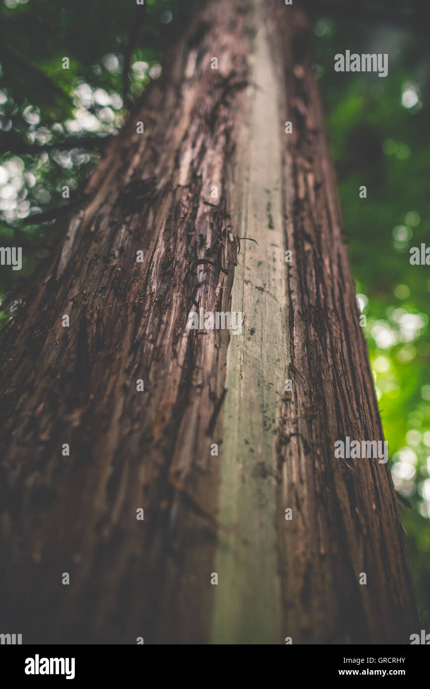 Trunk plant hi-res stock photography and images - Alamy