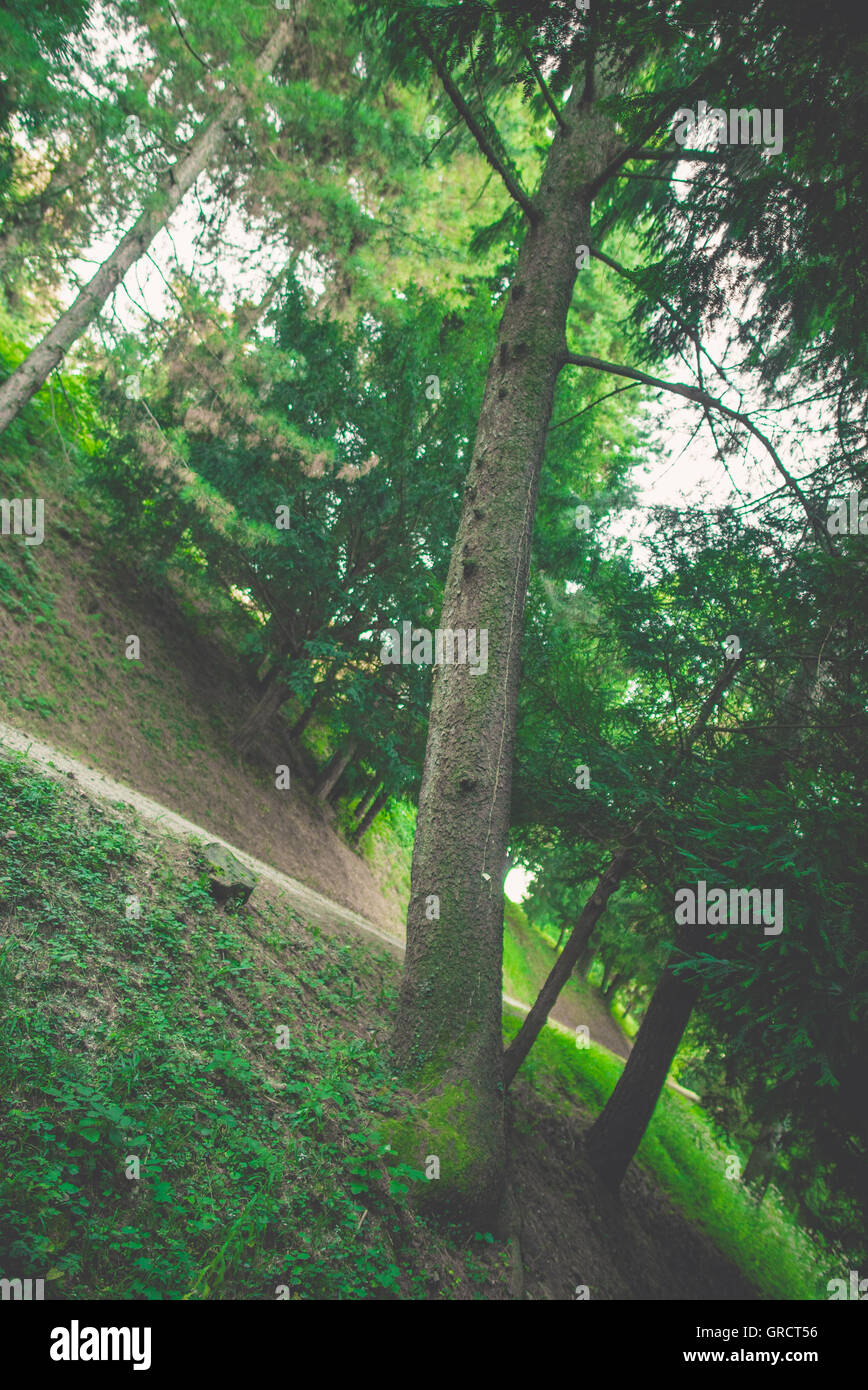 Crooked forest hi-res stock photography and images - Alamy