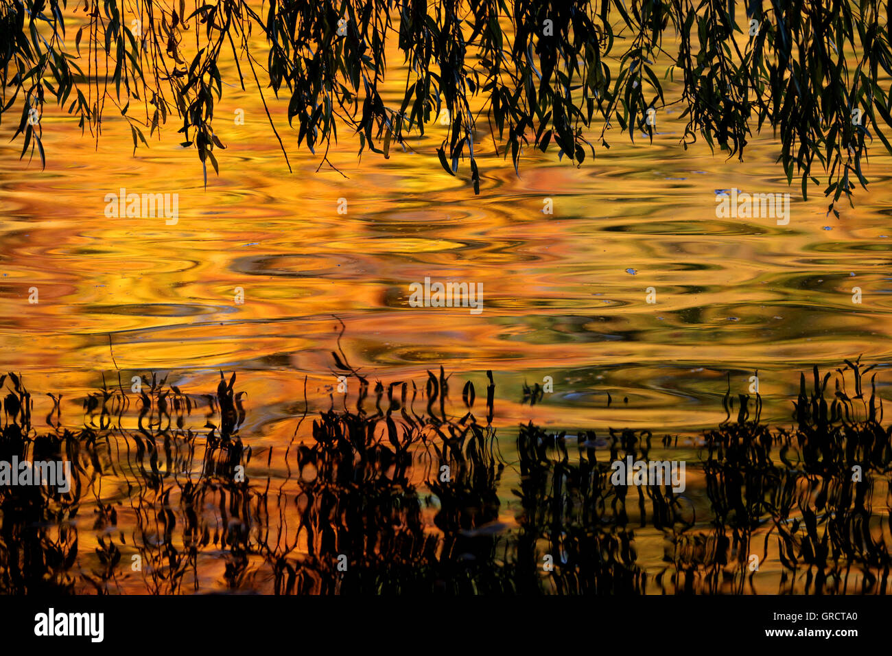 Fall Foliage Reflecting In A Pond Stock Photo - Alamy