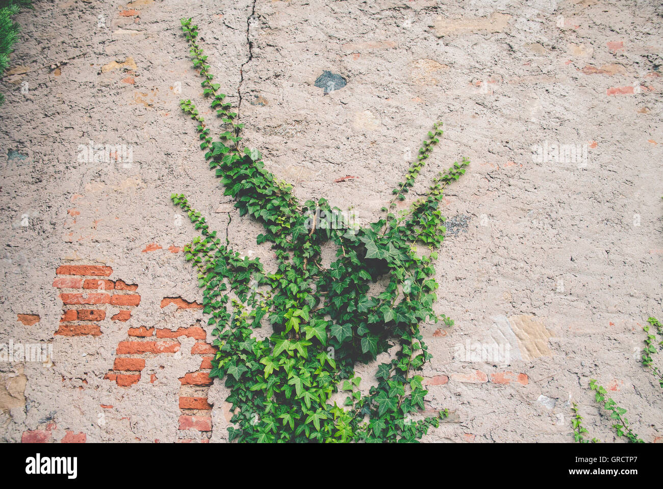 Ivy on an old brick wall Stock Photo - Alamy