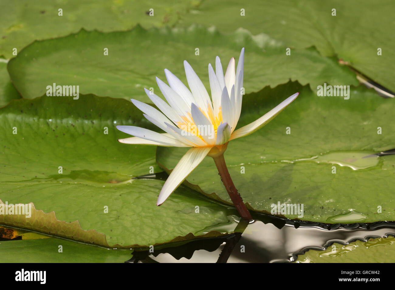 Water Lily Nymphaea Stock Photo - Alamy