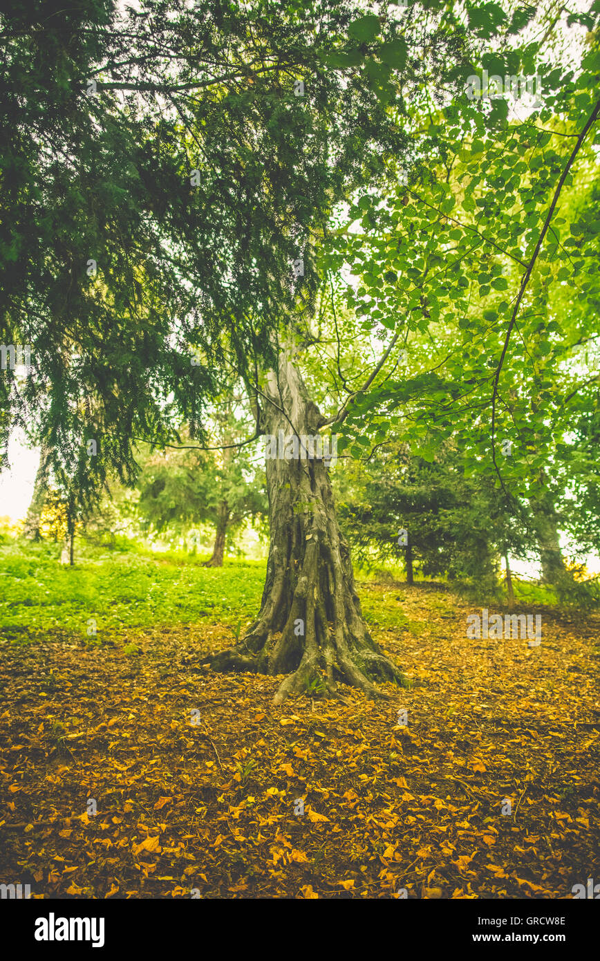 Garden sun autumn hi-res stock photography and images - Alamy