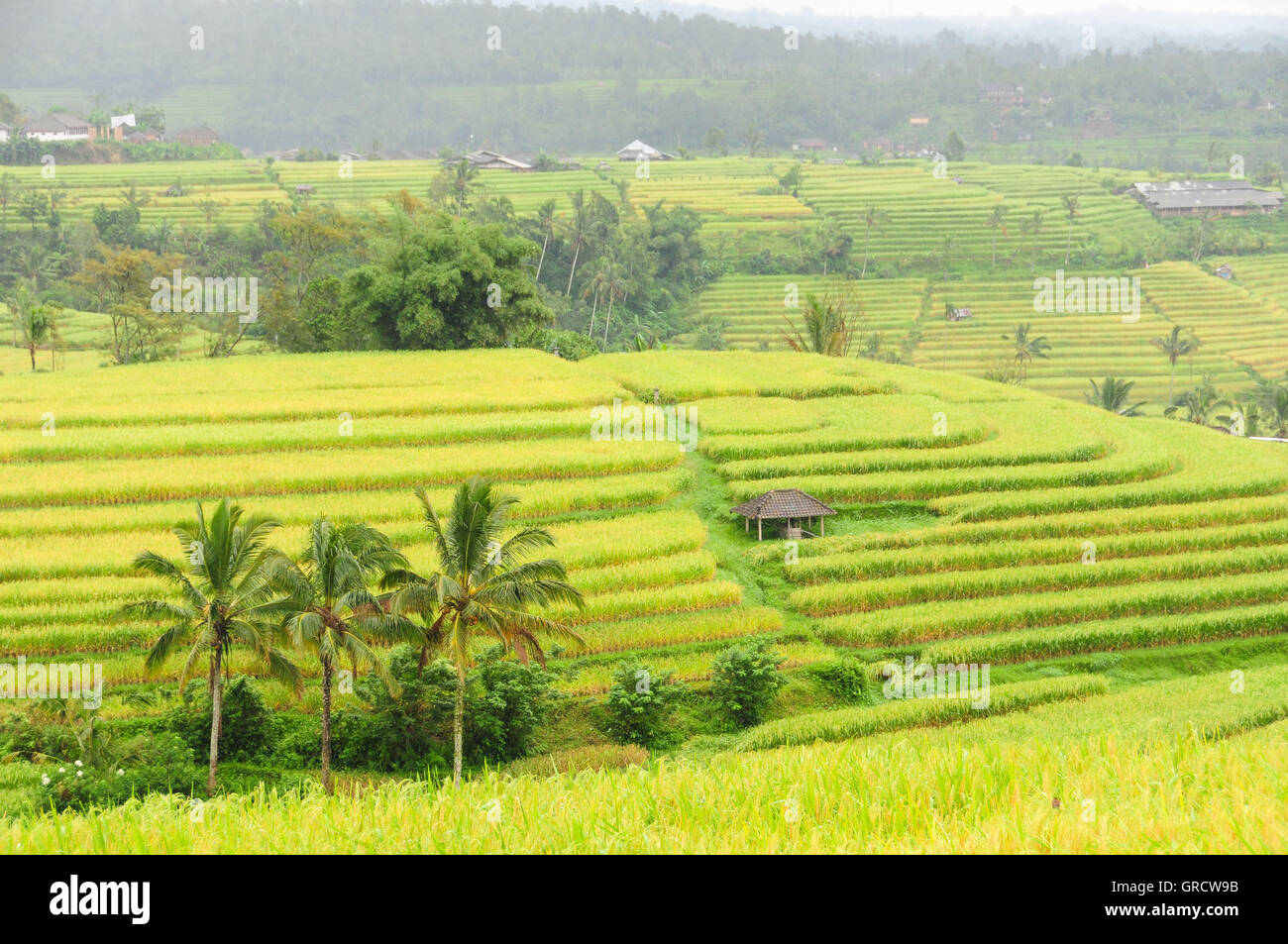 Broad View Of Rice Terraces In Bali, Indonesia Stock Photo - Alamy