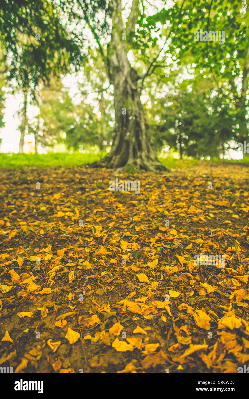 Old autumn tree hi-res stock photography and images - Alamy