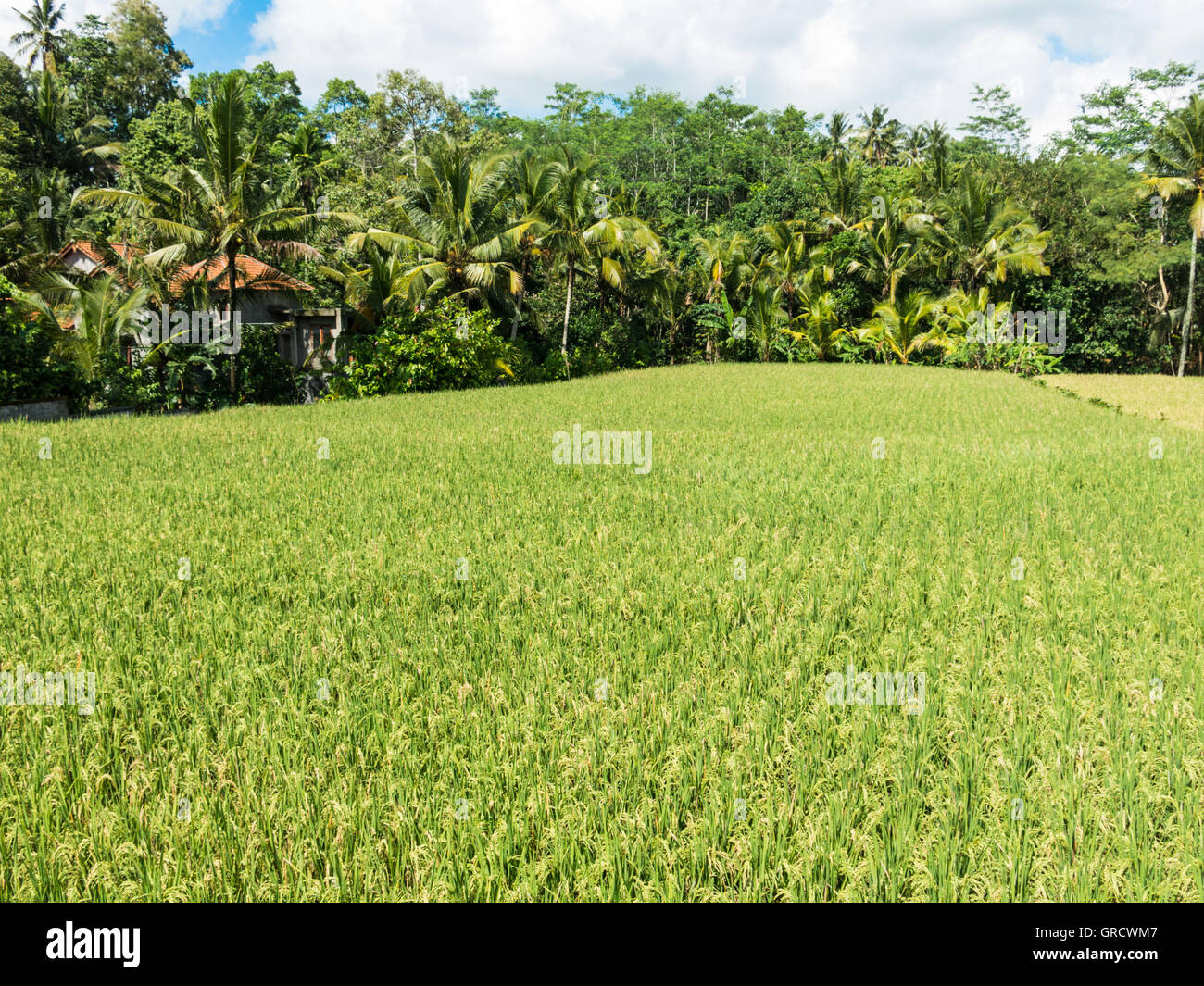 Rice Cultivation On Bali, Indonesia Stock Photo - Alamy