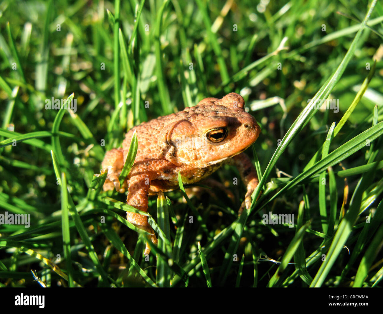 Young Brown European Toad Sitting In Green Grass Stock Photo - Alamy