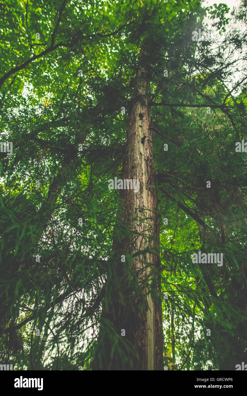 Mature old tree hi-res stock photography and images - Alamy