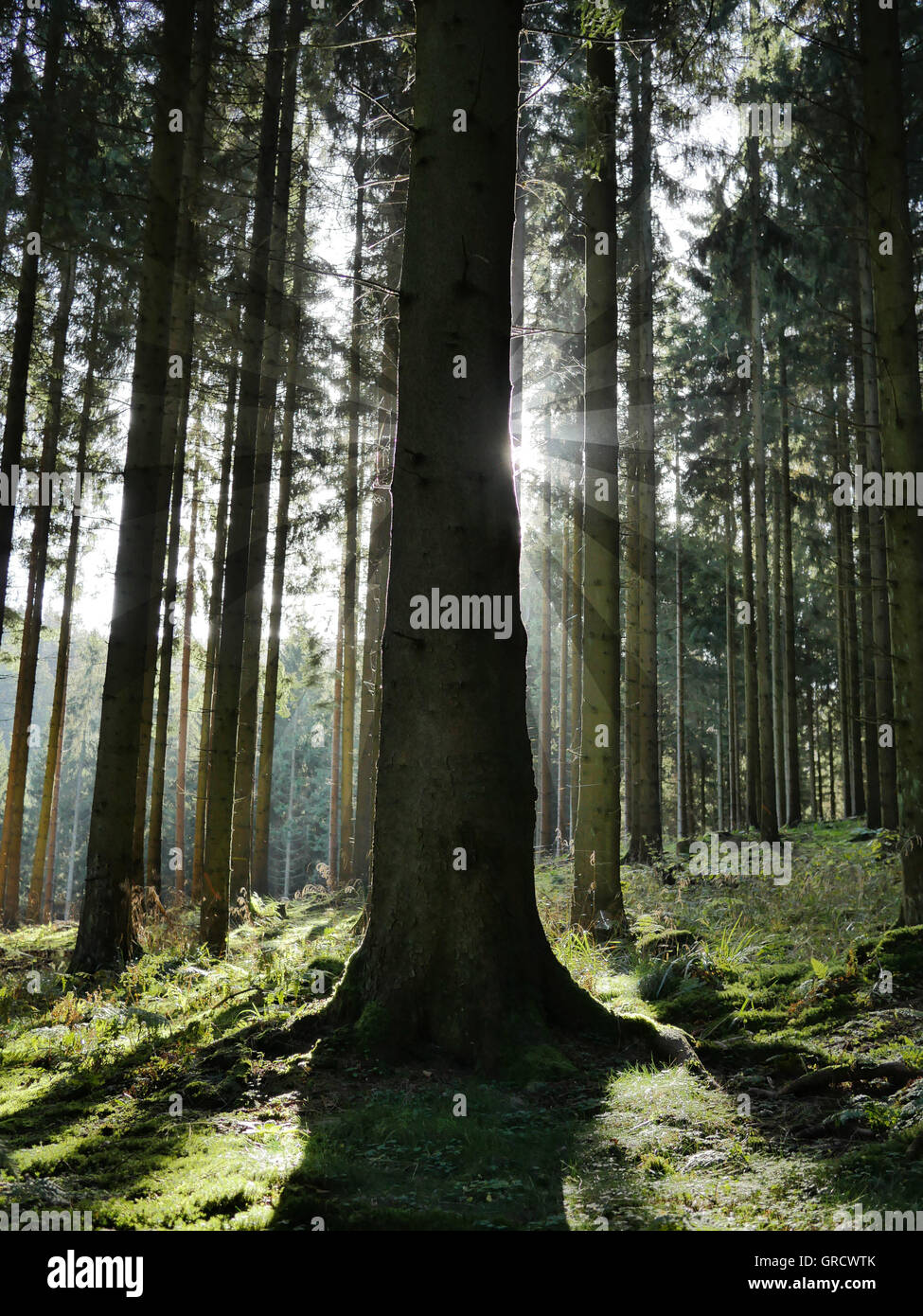 Sunbeams Of A Cool October Day In The Forest Stock Photo - Alamy