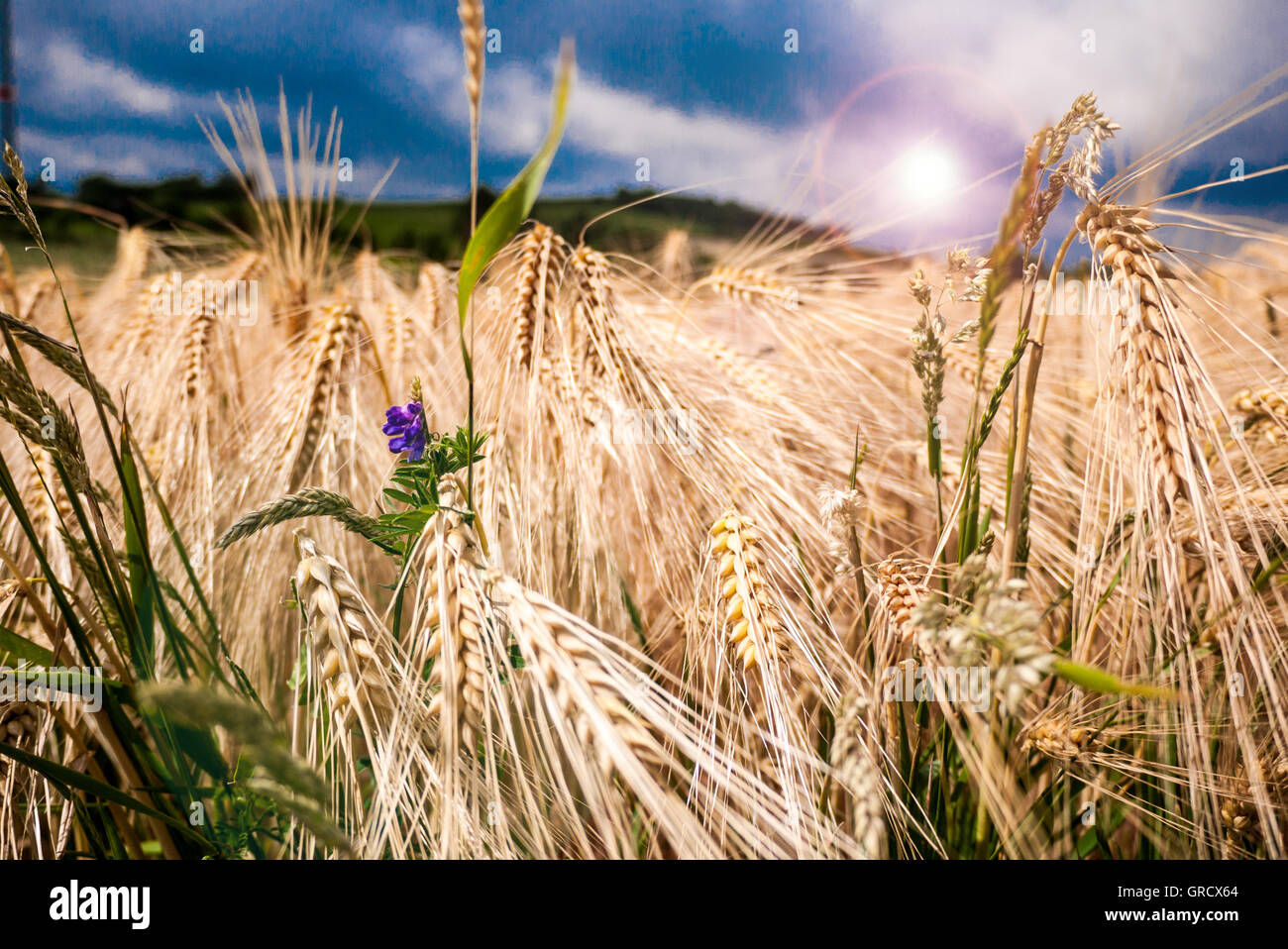 Farmer in a corn field hi-res stock photography and images - Alamy
