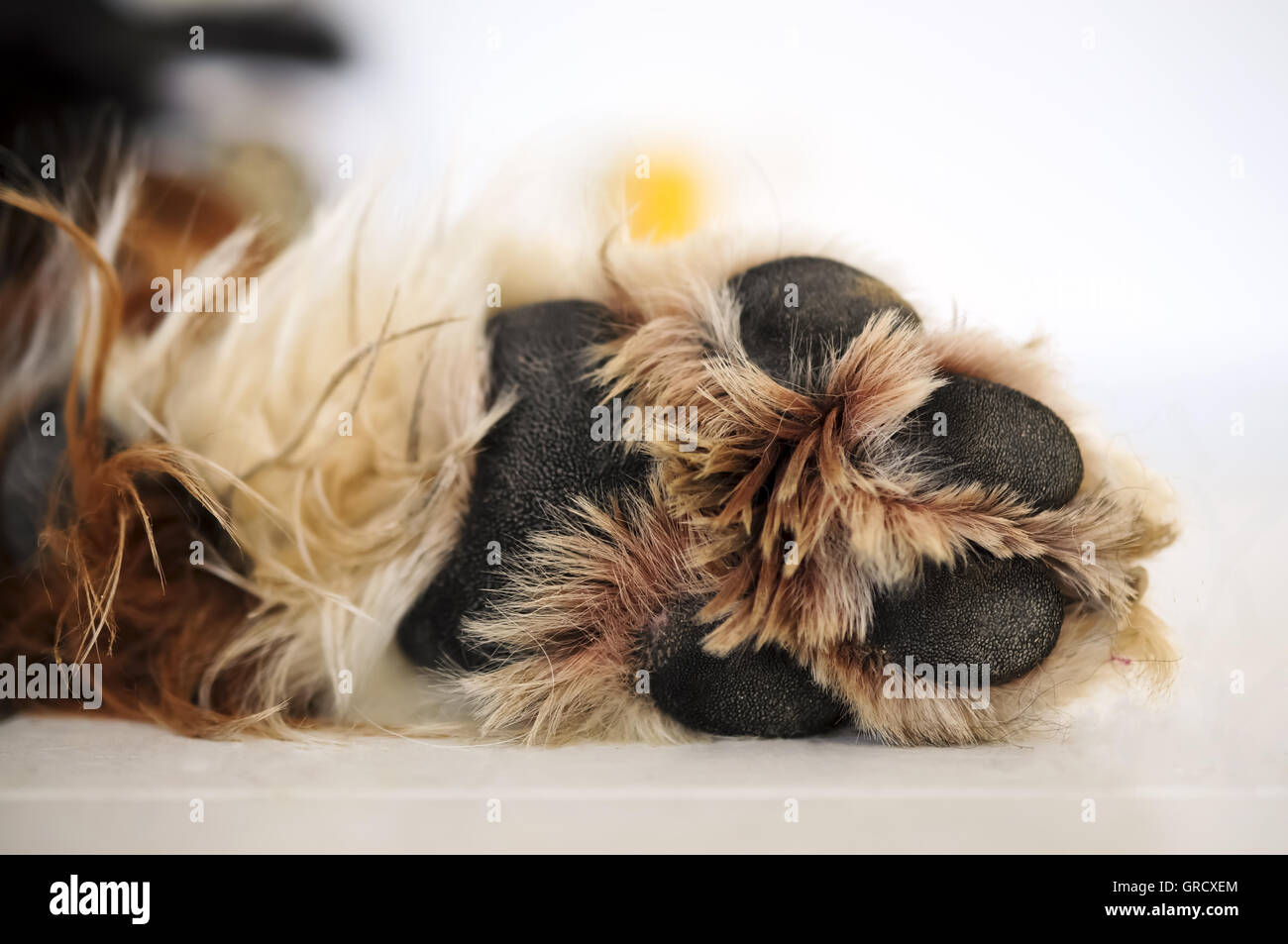 Dog S Paw Stock Photo - Alamy