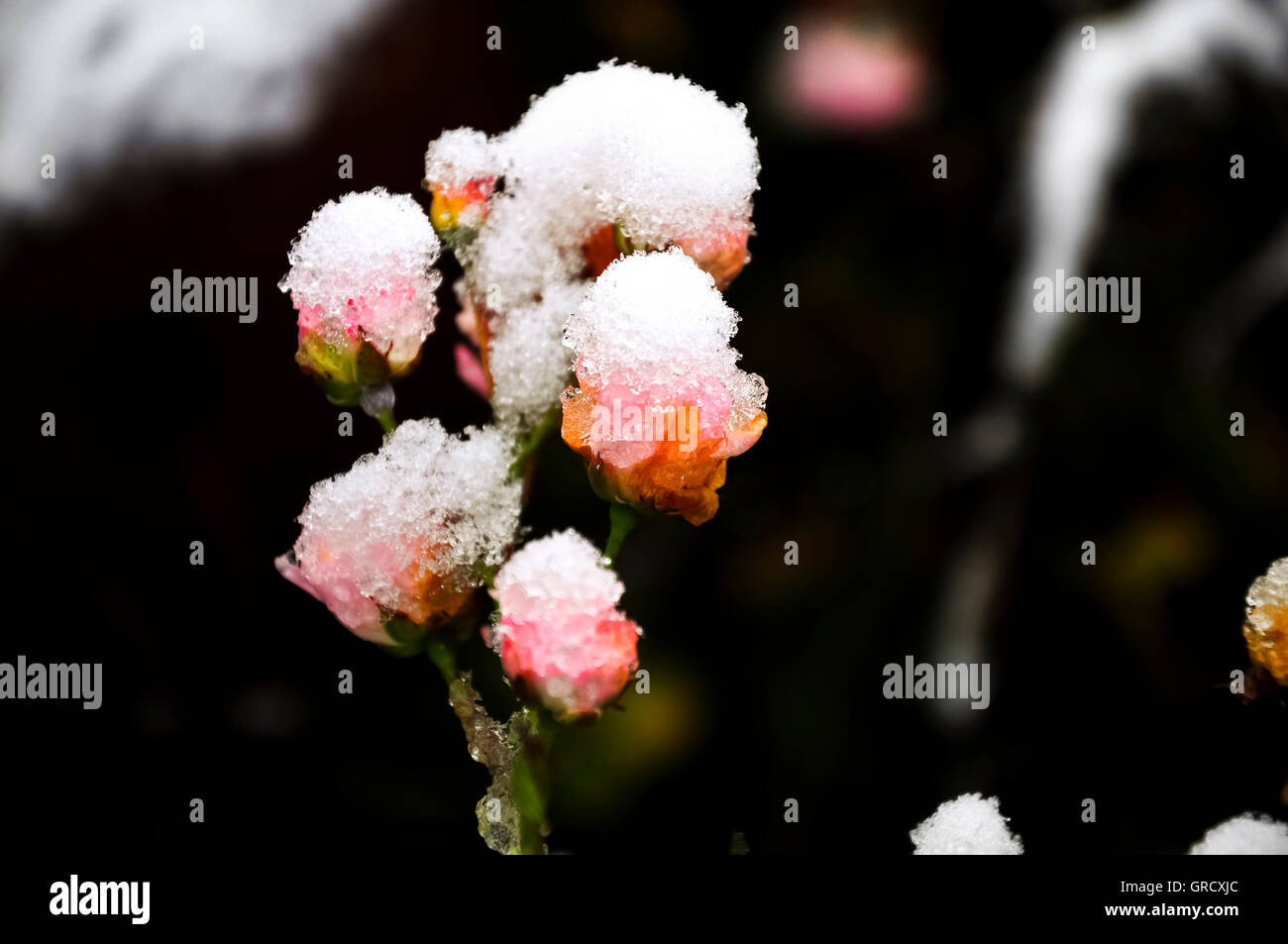 Little Pink Roses In The Snow Stock Photo - Alamy