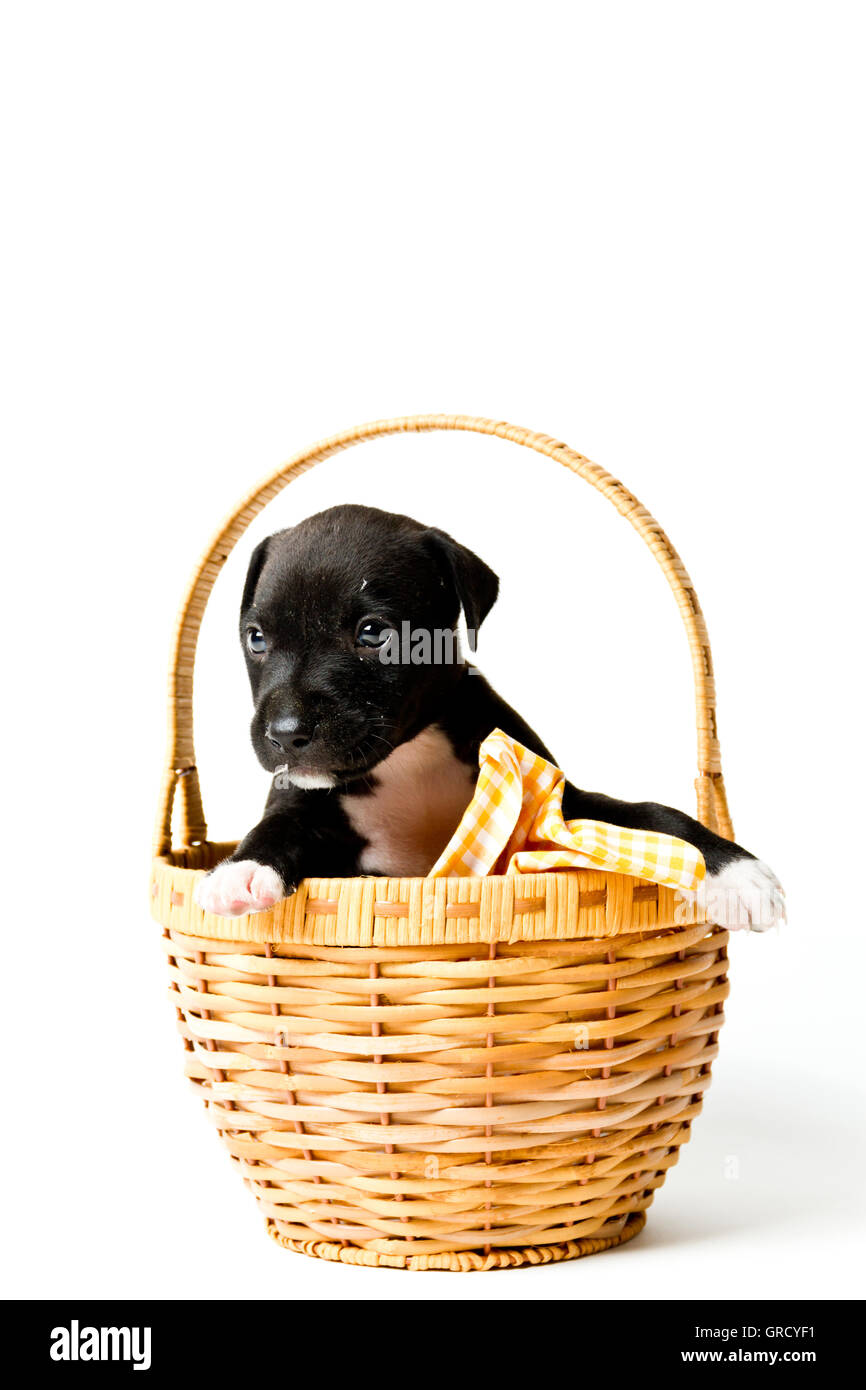 Cute Black Pitbull Puppy