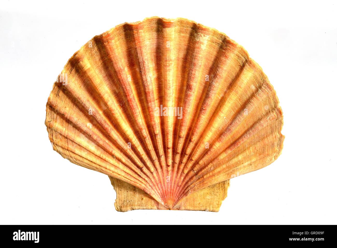 Aphrodite Symbol Scallop Shell