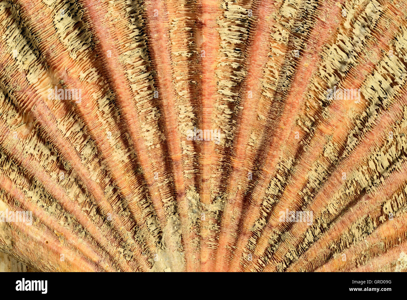 Pecten jacobaeus hi-res stock photography and images - Alamy