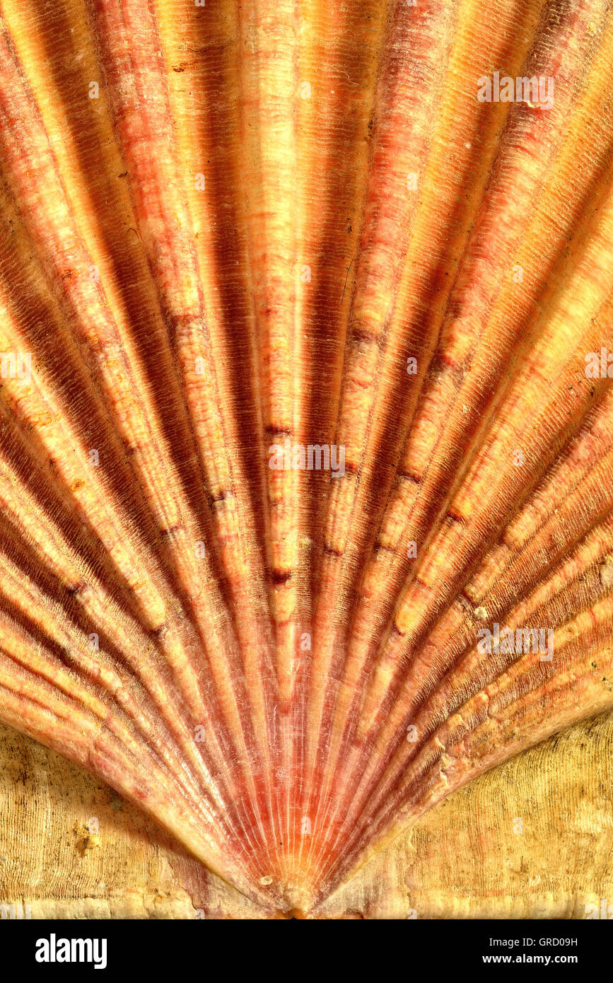 Pecten jacobaeus hi-res stock photography and images - Alamy