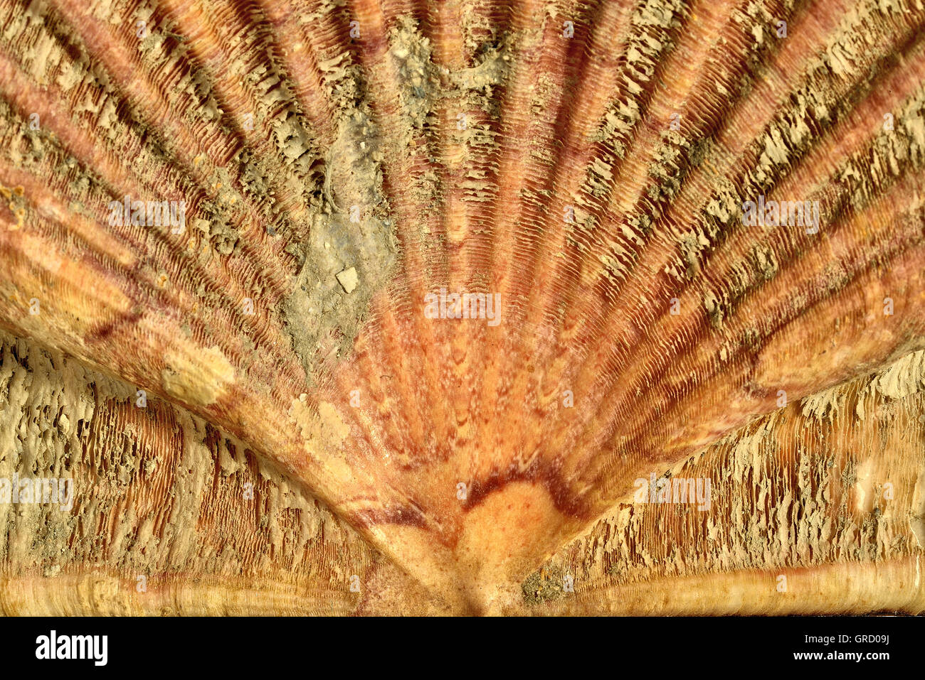 Pilrims Scallop Pecten Jacobaeus Close Up Shot Stock Photo - Alamy